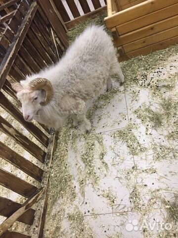 Французские декоративные бараны