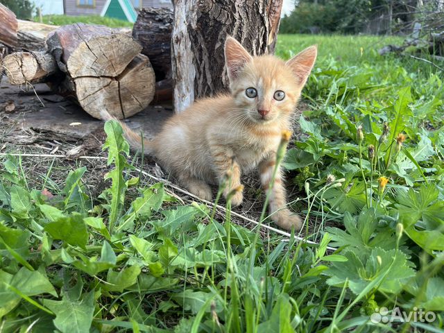 Кошка Мандаринка