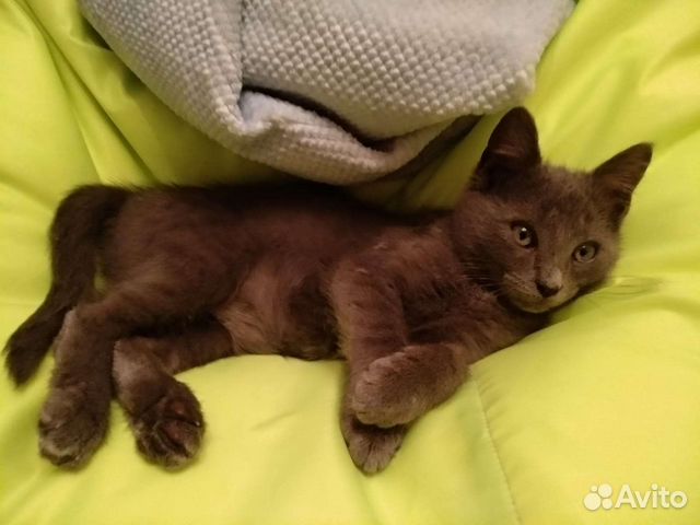 Котёнок-мальчик в добрые руки