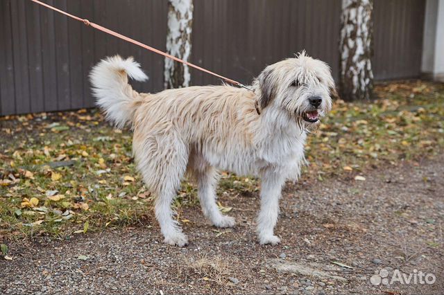 Особенный пес Барс в самые добрые руки