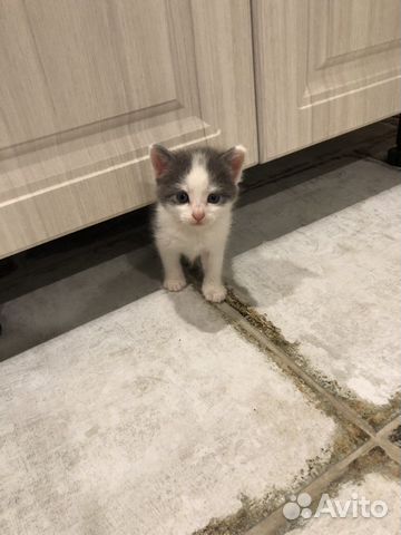 Котята мальчики