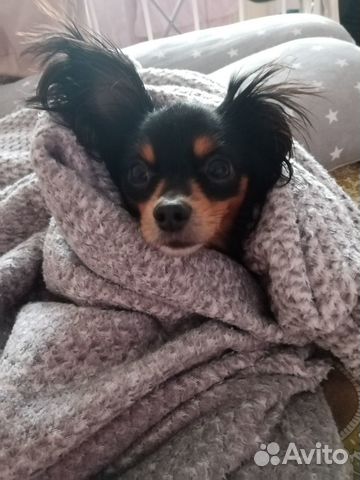 Отдам бесплатно собаку в добрые руки