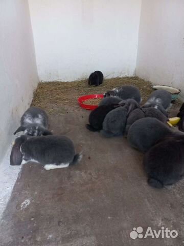 Кролики мясных пород