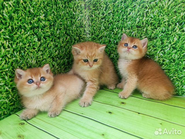 Британцы редких окрасов