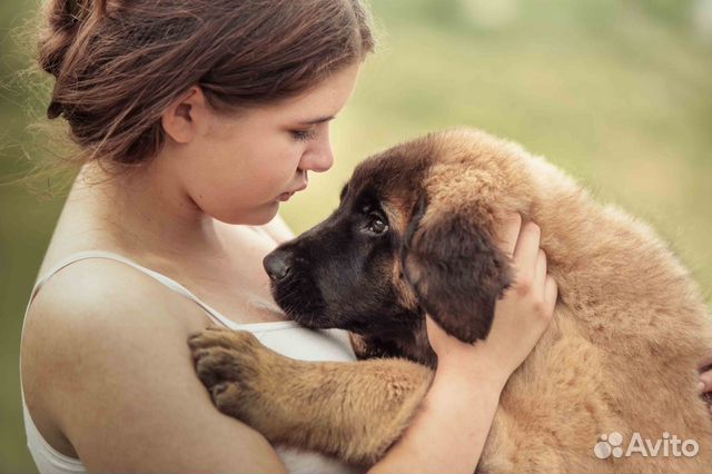 Щенки леонбергера