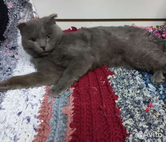 Британский котик