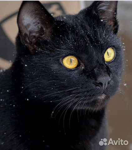 Кошечка чёрная в добрые руки