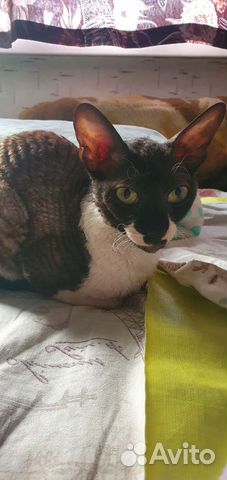 Корниш-рекс бесплатно