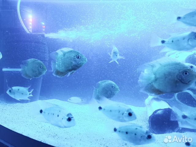 Аквариумные рыбы