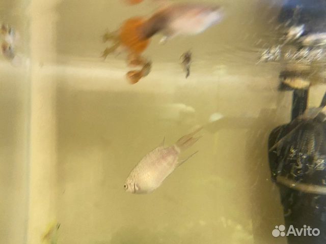 Гурами самец