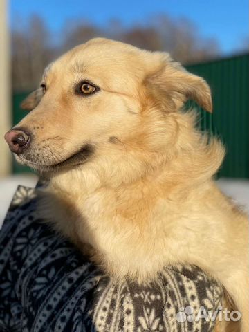 Особенная собачка