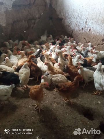 Куры молодки домашние помесь