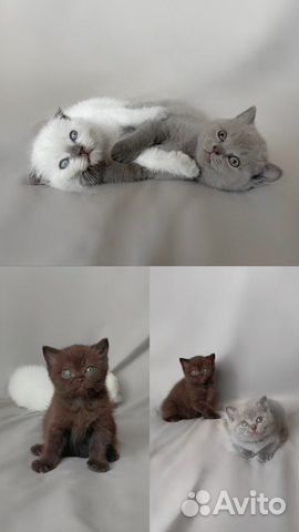 Шотландские котята