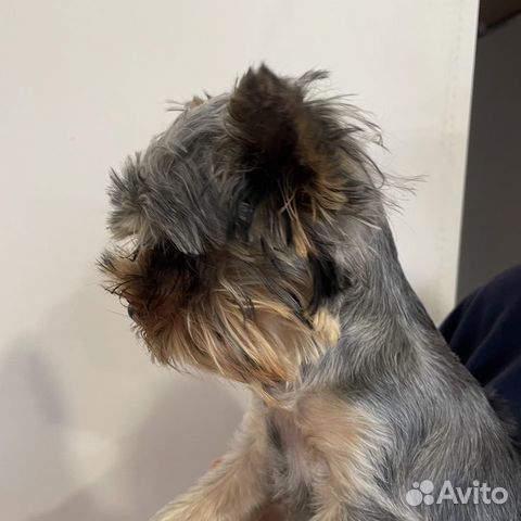 Йоркширский терьер