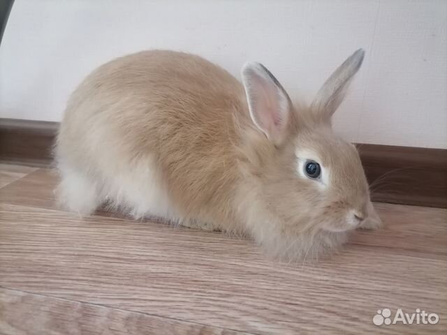 Декоративные кролики