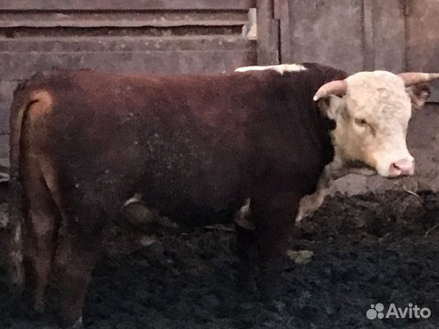 Быки на мясо живым весом