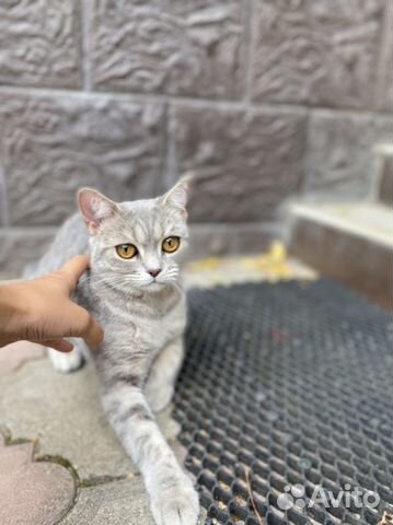 Отдам в добрые руки