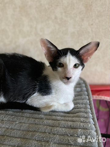 Ориентальный красавчик маус