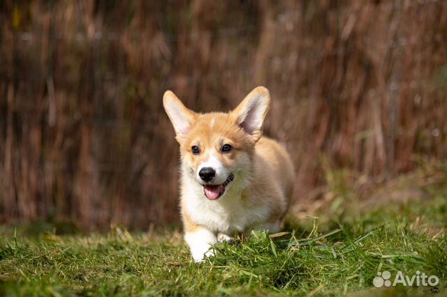 Мальчишки Вельш Корги Пемброк