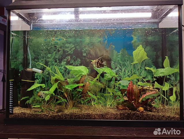 Аквариум с рыбками 70 л