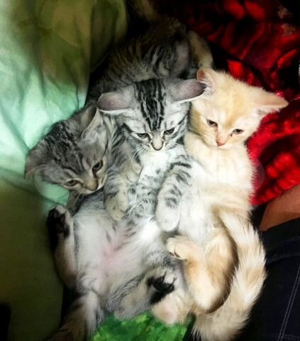 Британский котенок