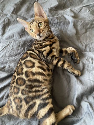 Бенгальская принцесса