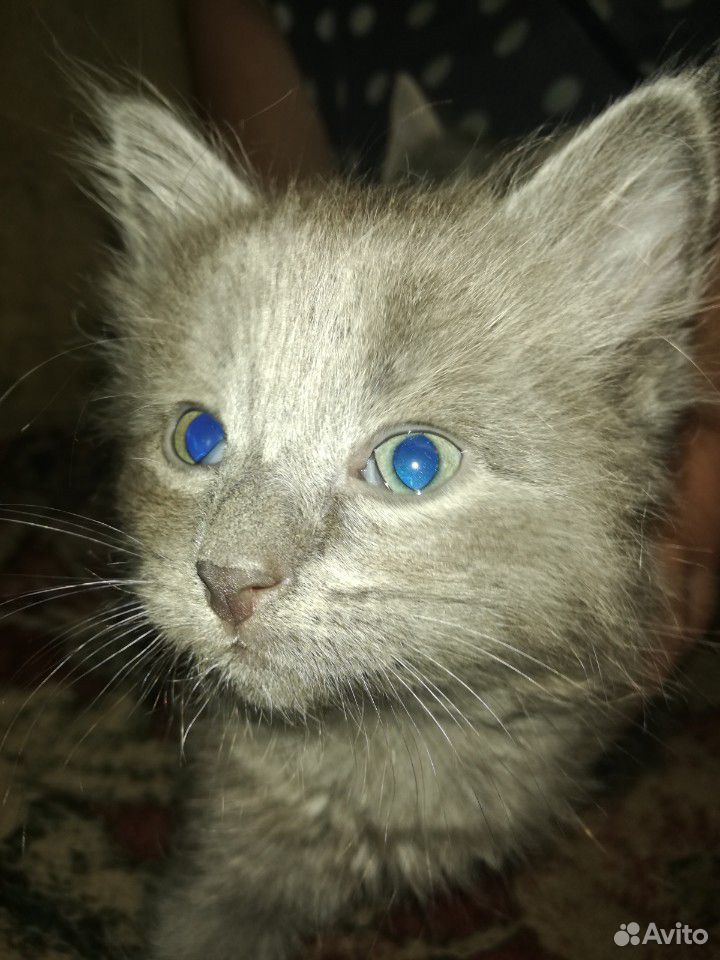 Красивые котята