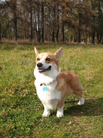 Кабель для вязки. Вельш-корги пемброк