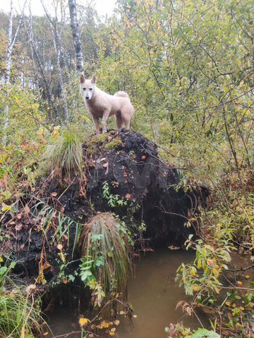 Кобель зсл для вязки