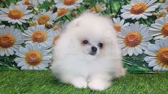 Померанский шпиц мини