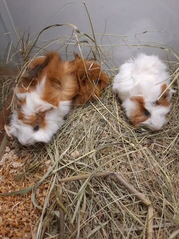 Морские свинкки