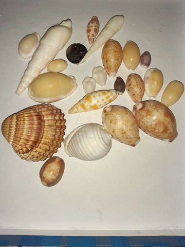 Ракушки для аквариума