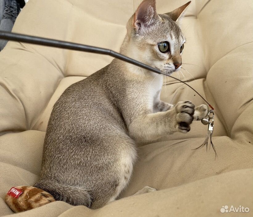 Котенок Сингапура мальчик 4 мес