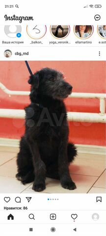 Собака мальчик ищет дом