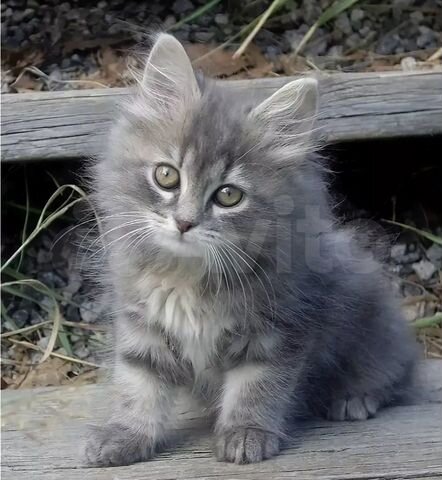 Пристрою ваших котят