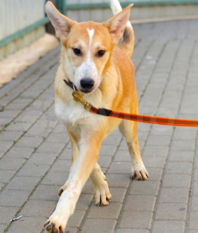 Заберите Синди из приюта