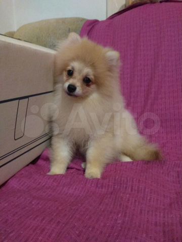 Девочка померанского шпица с док-ми РКФ