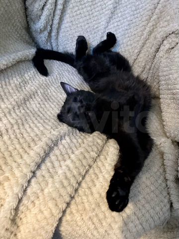 Котёнок в самые добрые и ответственные руки