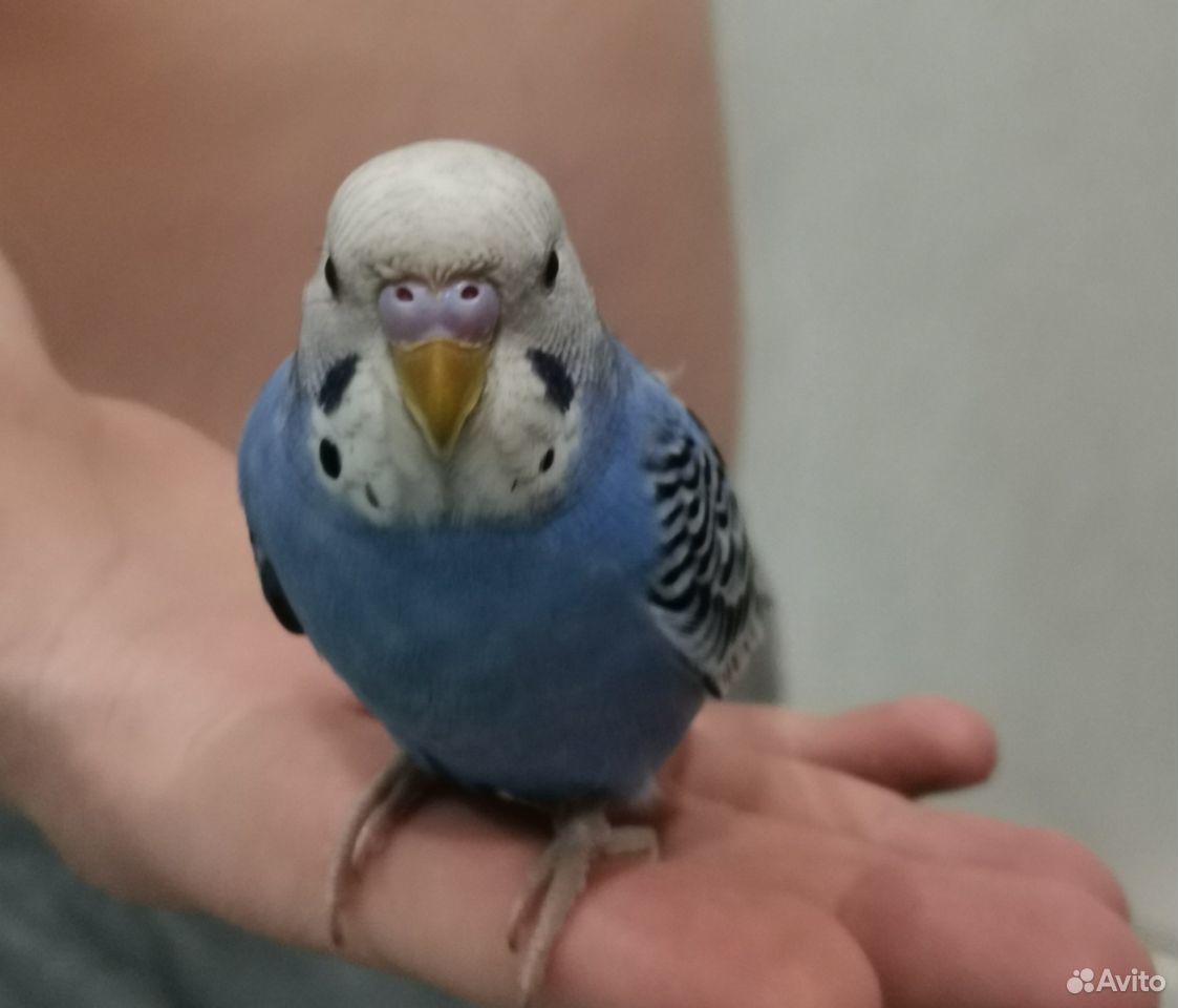 Попугай волнистый