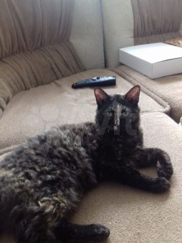 Котята Devon rex