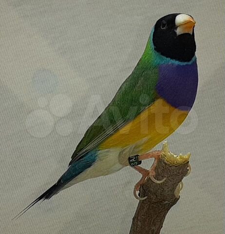 Самцы амадин гульда 2020