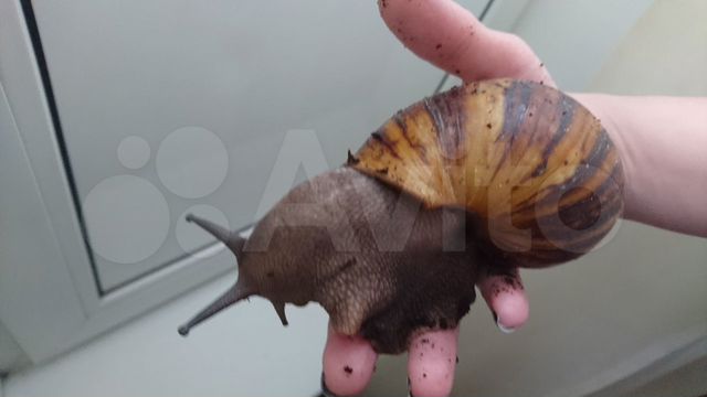 Улитки архахатины сутуралис