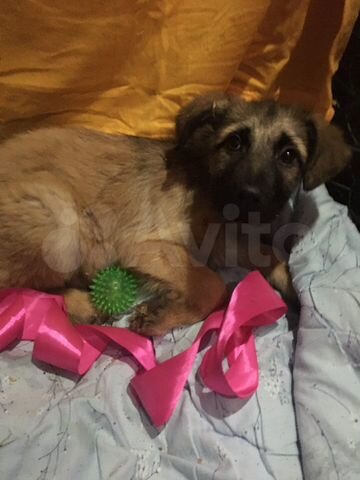 Собака щенок бесплатно в добрые руки