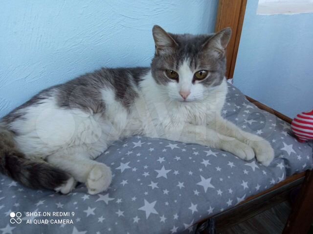 Кошка ищет дом