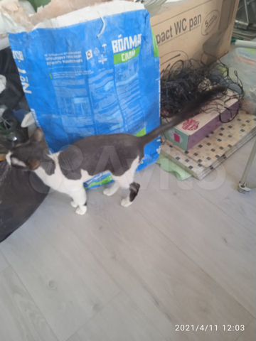Отдам бесплатно кота