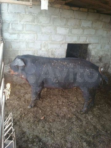 Хряк на племя или на мясо