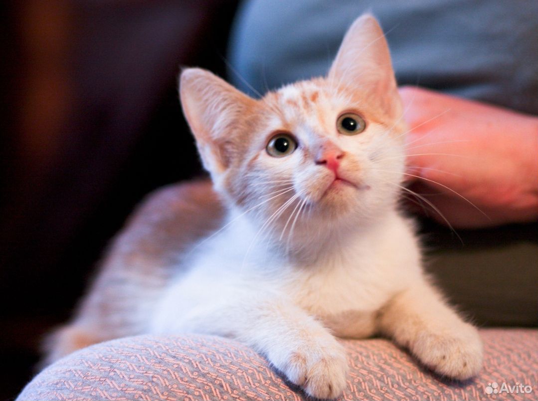 Чудесный солнечный малыш ищет семью