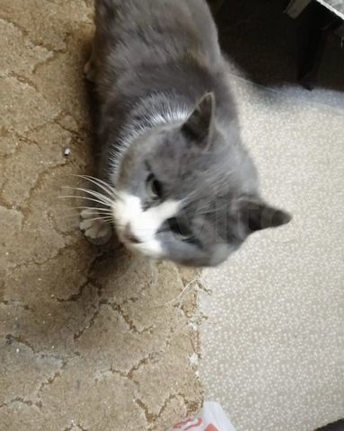 Кошка