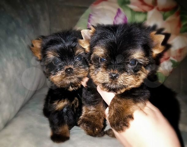 Йорчата зайчата