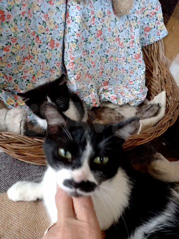 Котята суперские